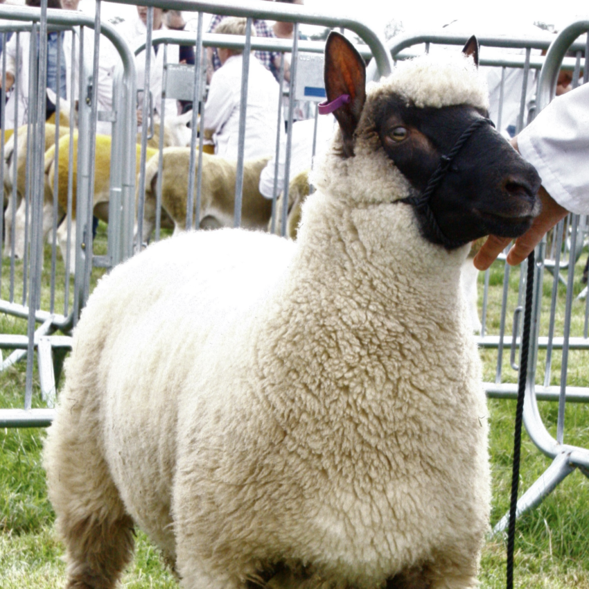 Tenbury Countryside Show - Saturday 6th August 2022