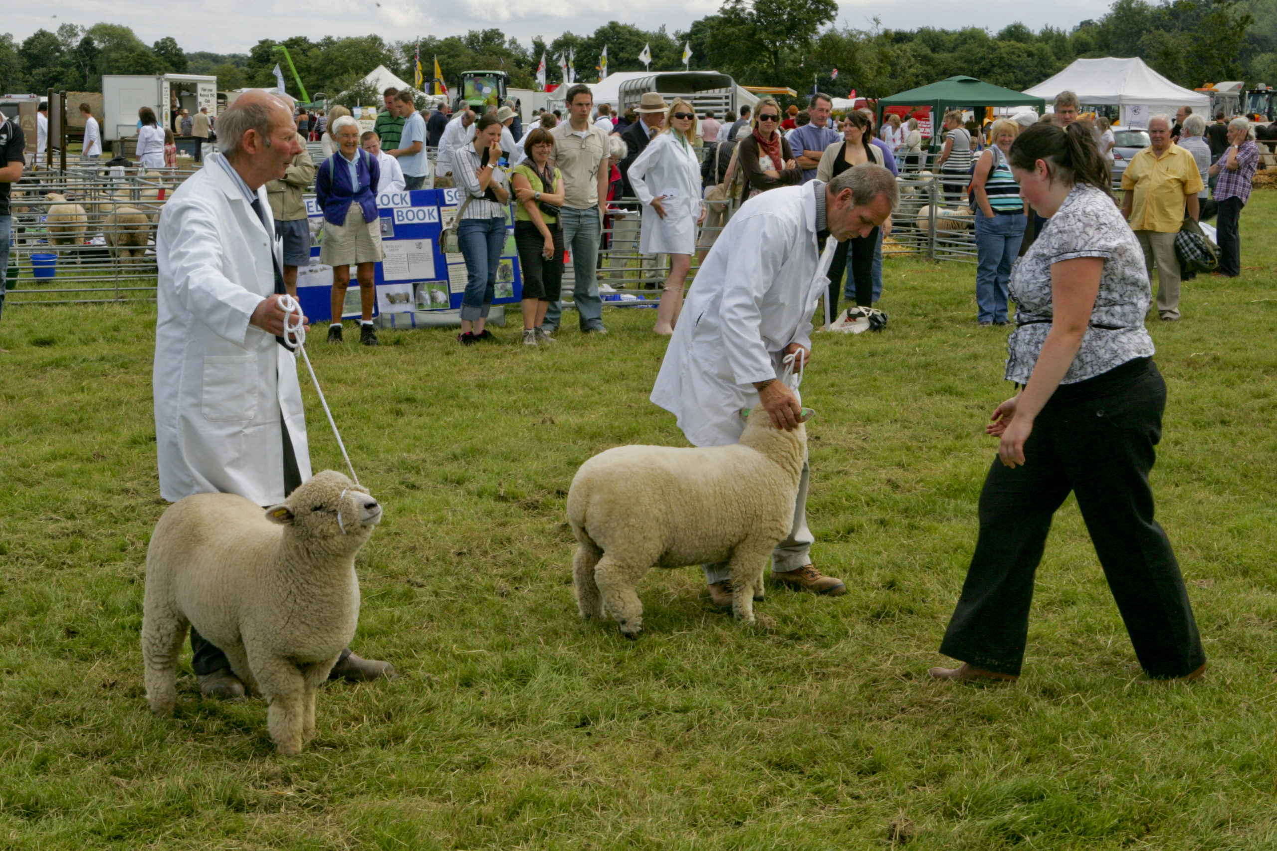 National Ryeland (RFBS) Sheep Show - Tenbury Countryside Show