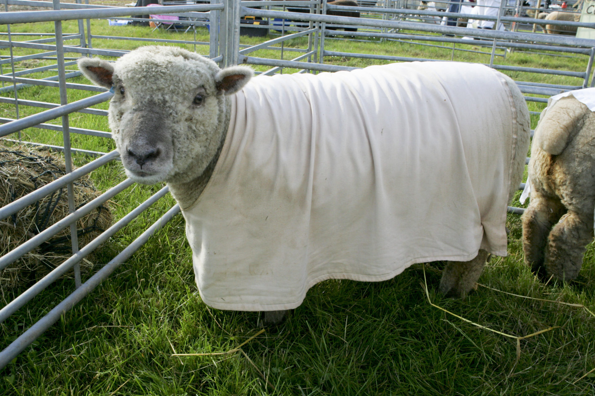 National Ryeland (RFBS) Sheep Show - Tenbury Countryside Show