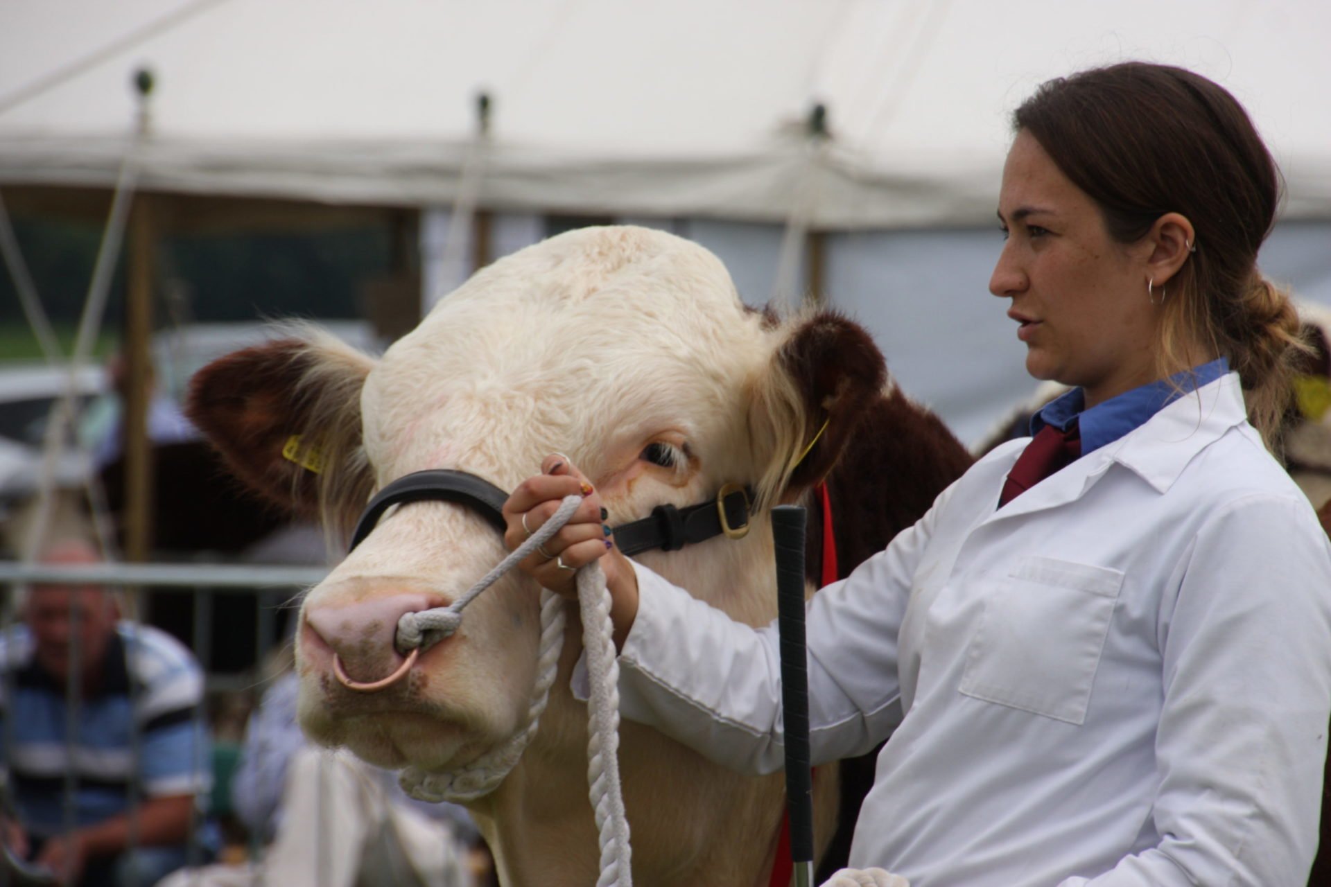 National Hereford Show - Tenbury Countryside Show