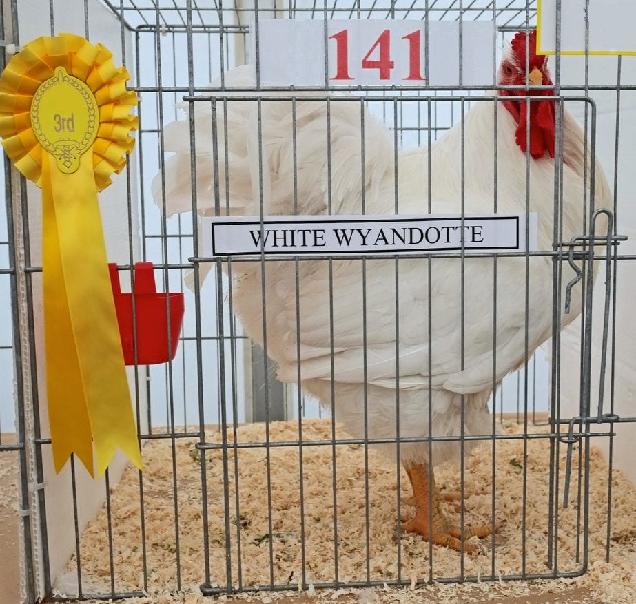 Poultry Competition Entry Form - Tenbury Countryside Show