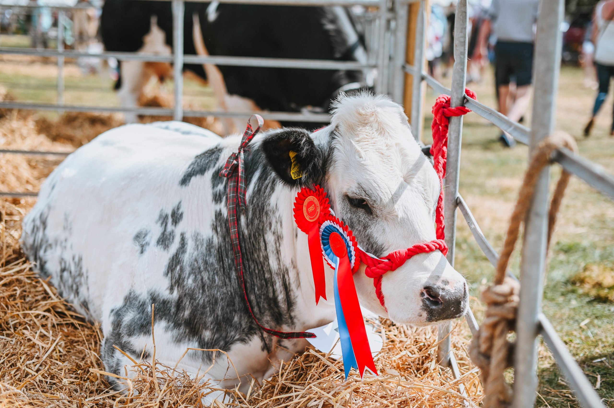 Tenbury Cattle Show - Tenbury Countryside Show