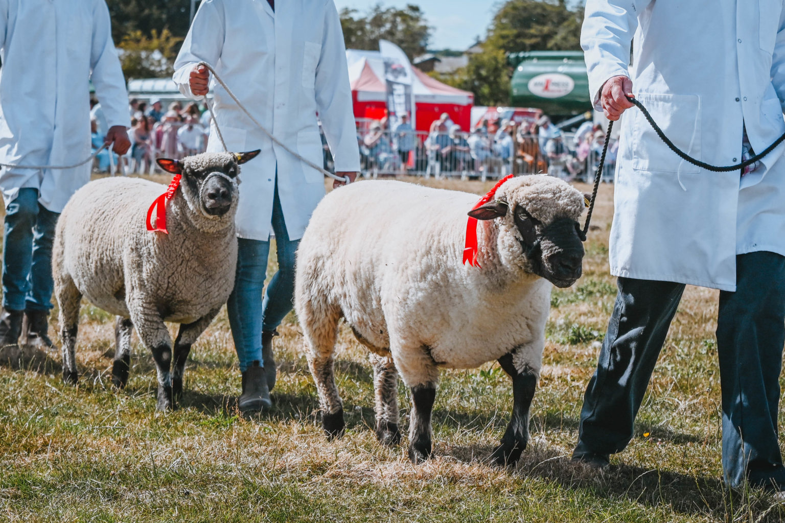 The Main Ring at Tenbury Show | tenburyshow.co.uk