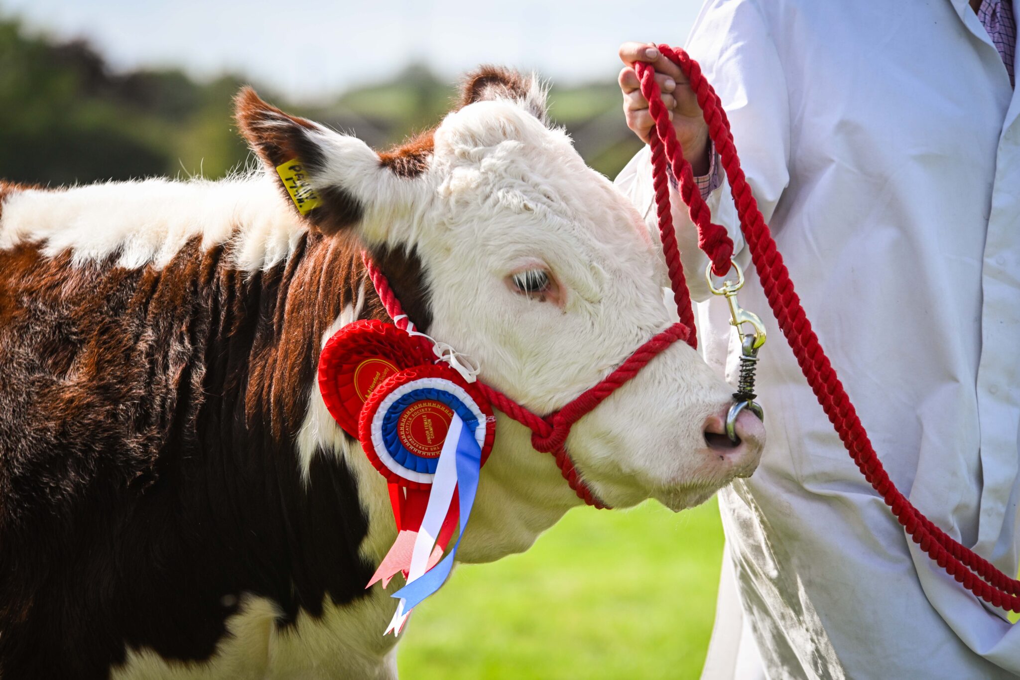Thousands Flock to Tenbury Show 2024! - Tenbury Countryside Show